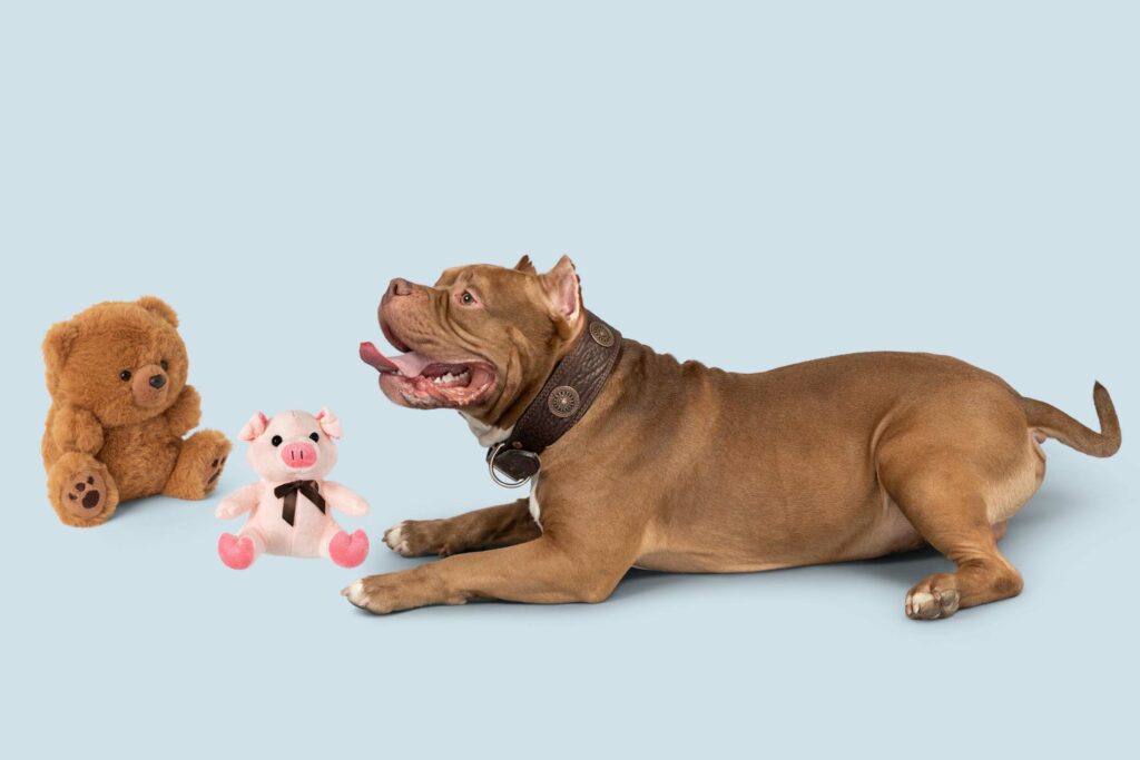 Mental Stimulation for Dogs: 5 Simple Ideas That Burn Energy Indoors