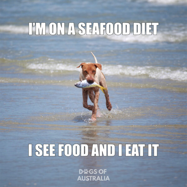 25+ Hilarious Dog Memes You Need To See