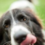 37 Dog Jokes That Deserve a Treat (Or at Least a Pity Laugh)