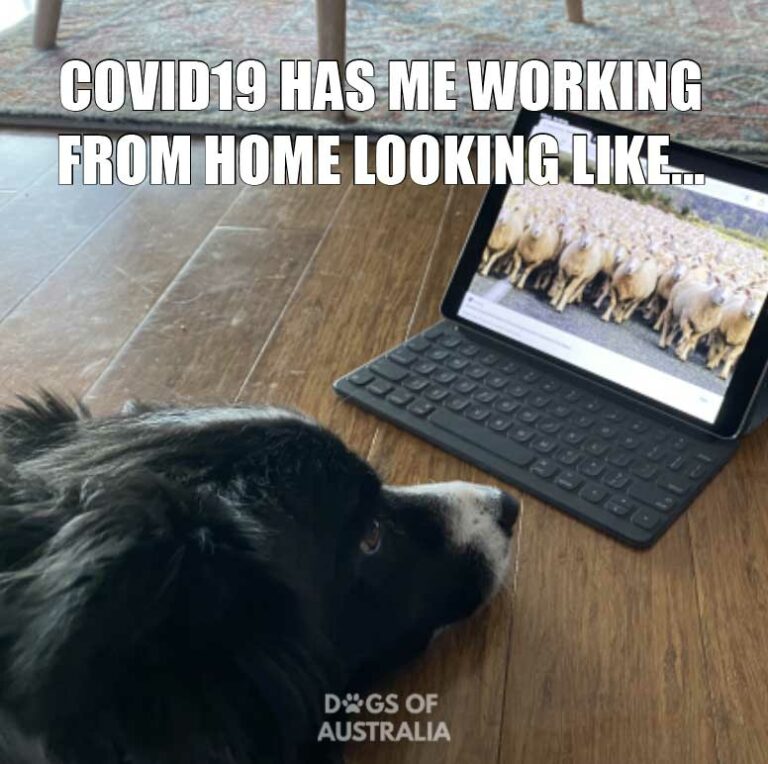 10+ Border Collie Memes for Dogs Who Herd and Judge