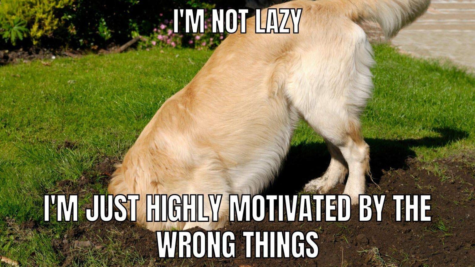 8+ Brilliant Golden Retriever Memes You Need To See