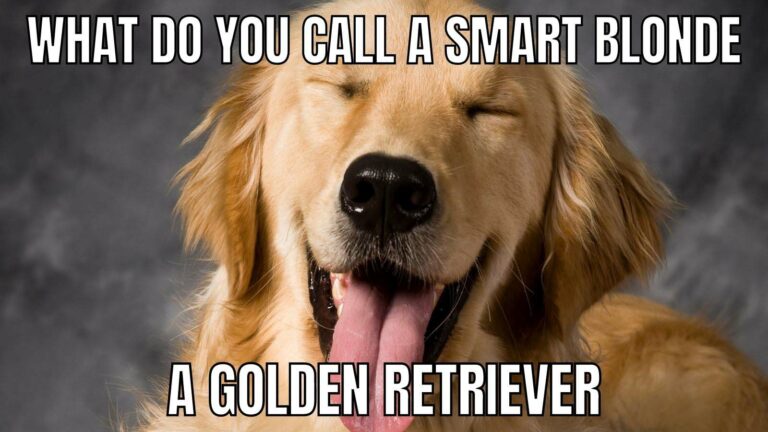 8+ Brilliant Golden Retriever Memes You Need To See