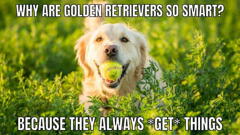 8+ Brilliant Golden Retriever Memes You Need To See