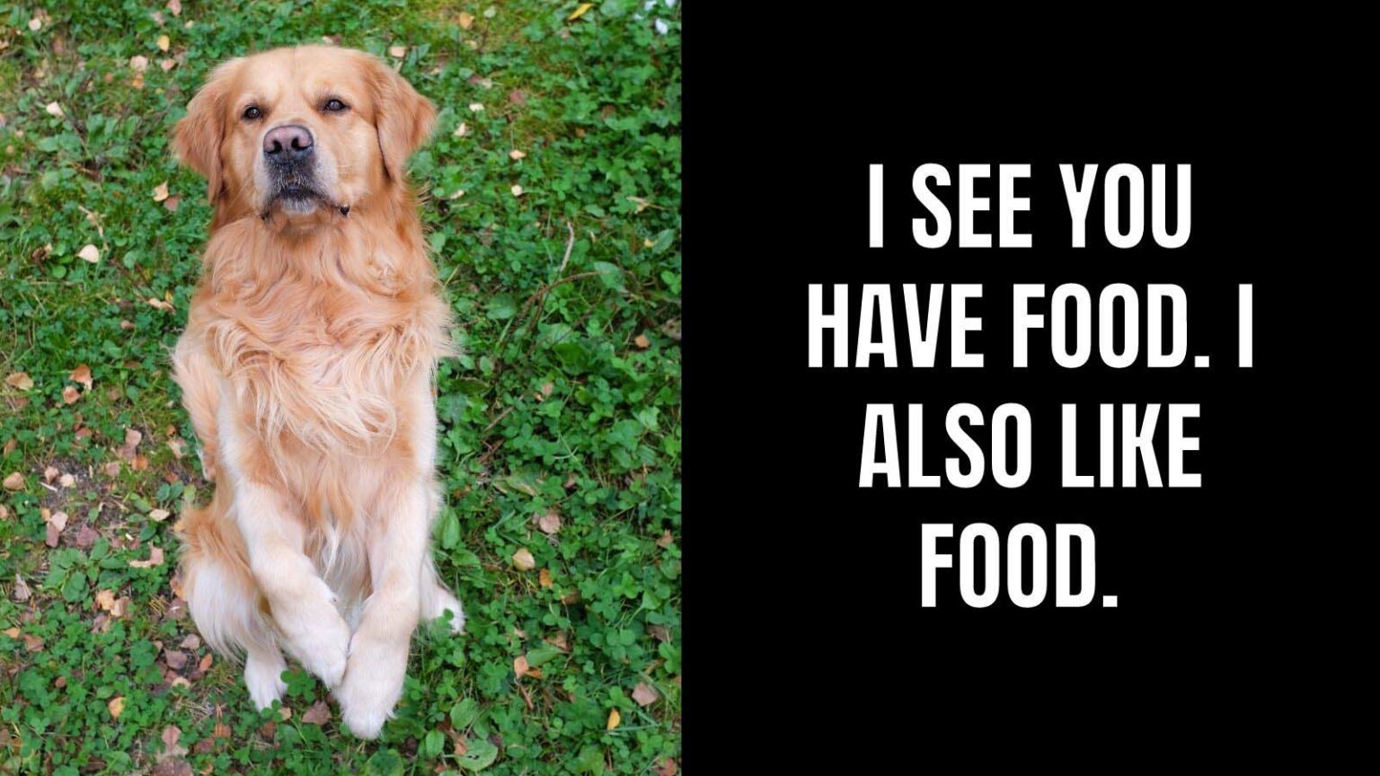 8+ Brilliant Golden Retriever Memes You Need To See