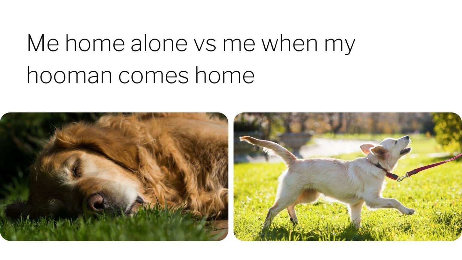 8+ Brilliant Golden Retriever Memes You Need To See