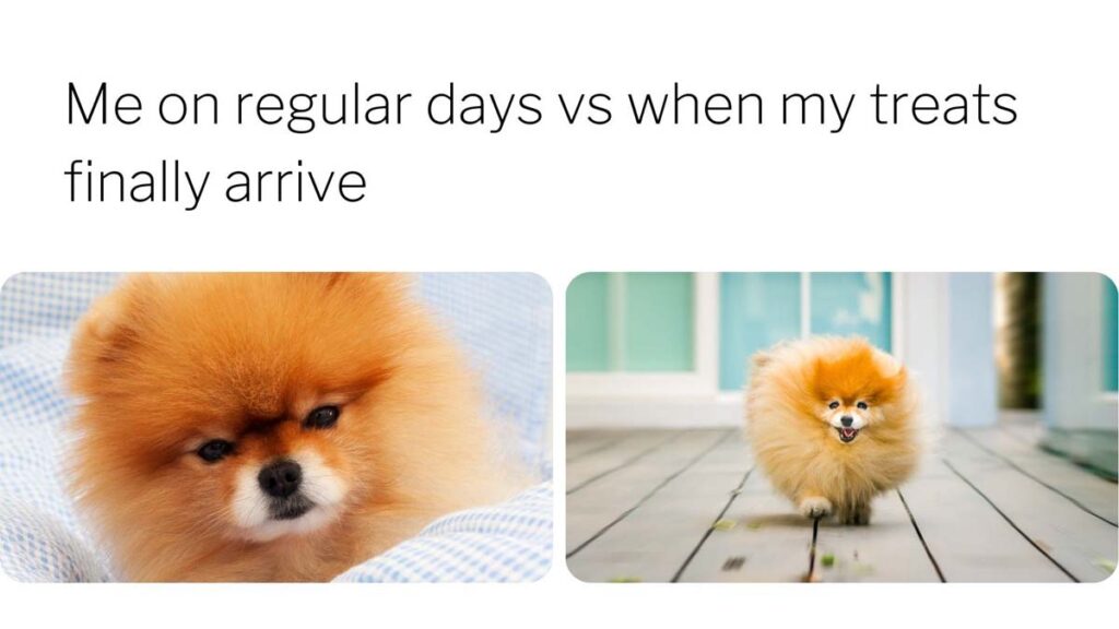 10 Funny Pomeranian Memes That Totally Get The Brief Drama Included 10 Funny Pomeranian Memes That Totally Get The Brief Drama Included