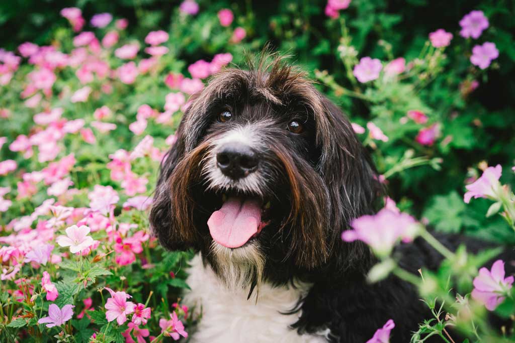 23 Adorable & Unique Plant Dog Names