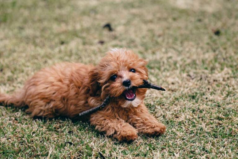 Are Cavoodles Good Family Dogs?