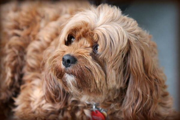 Are Cavoodles Good Family Dogs?