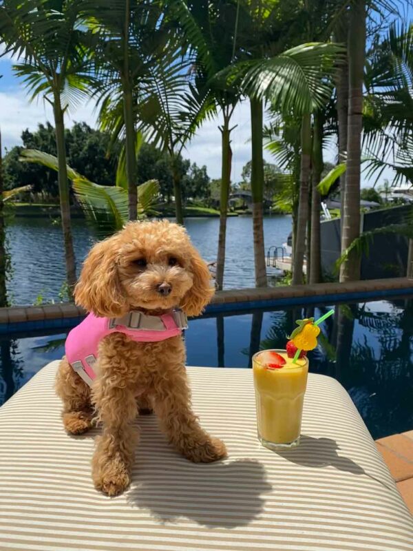 Toy Cavoodles: The Fluffy Little Balls of Joy You Never Knew You Needed