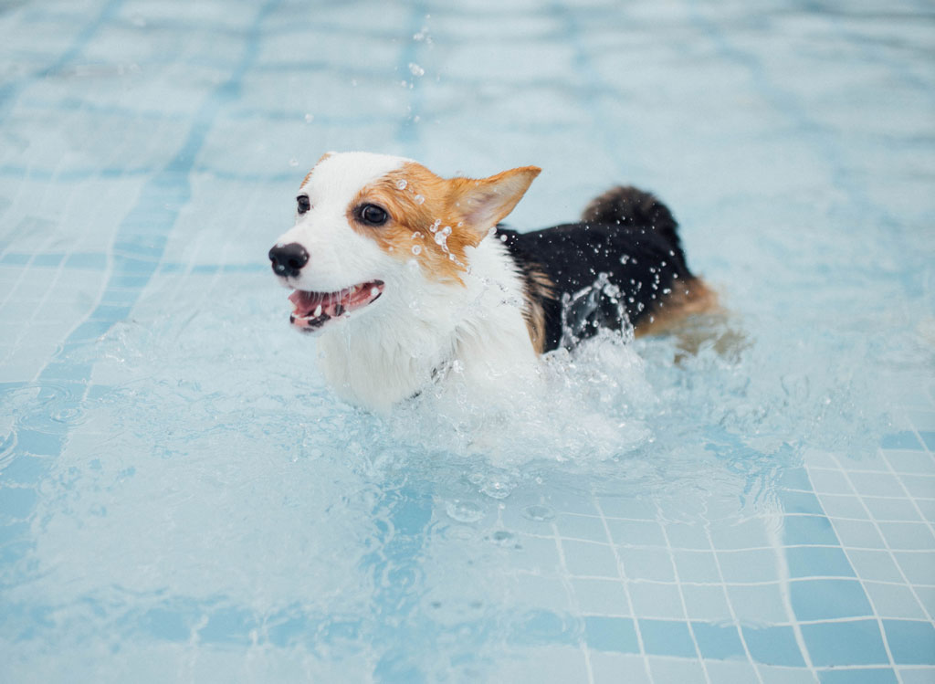 Hydro Therapy for Dogs: 5 Surprising Benefits (Beyond Just a Fancy Swim)