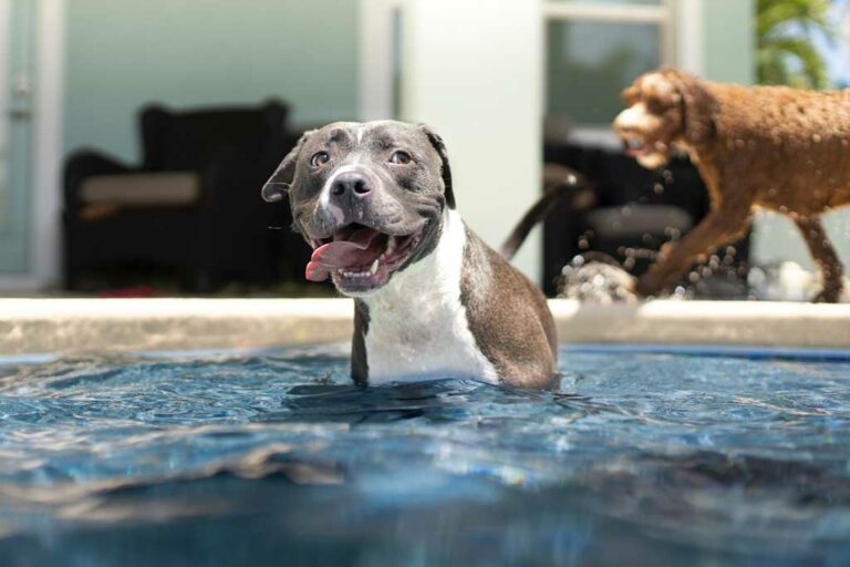 Hydro Therapy for Dogs: 5 Surprising Benefits (Beyond Just a Fancy Swim)