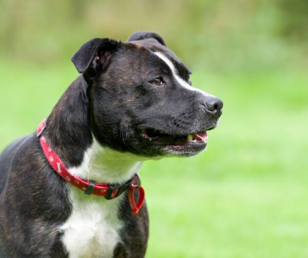 Collars For Staffies: Which One's The Best?