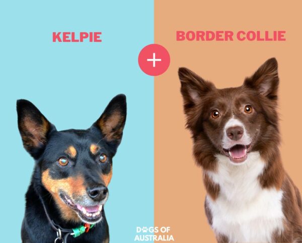 Kelpie x Border Collies: The Perfect Pair?