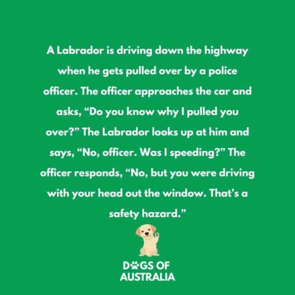 15 Labrador Jokes That Hit Too Close to Home