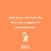 15 Labrador Jokes That Hit Too Close to Home