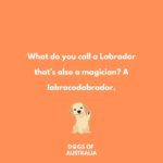 15 Labrador Jokes That Hit Too Close to Home