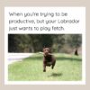 10 Labrador Memes That Prove These Pups Have the Best Personalities