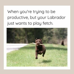 10 Labrador Memes That Prove These Pups Have the Best Personalities