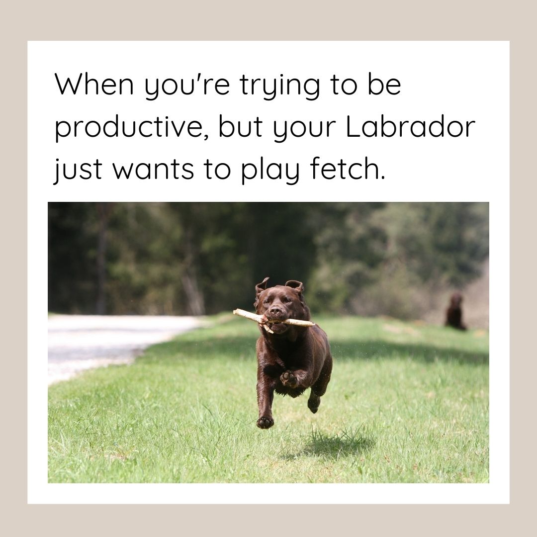 10 Labrador Memes That Prove These Pups Have the Best Personalities