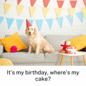 10 Labrador Memes That Prove These Pups Have the Best Personalities