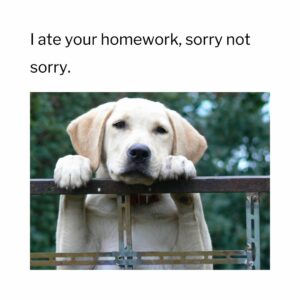 10 Labrador Memes That Prove These Pups Have the Best Personalities
