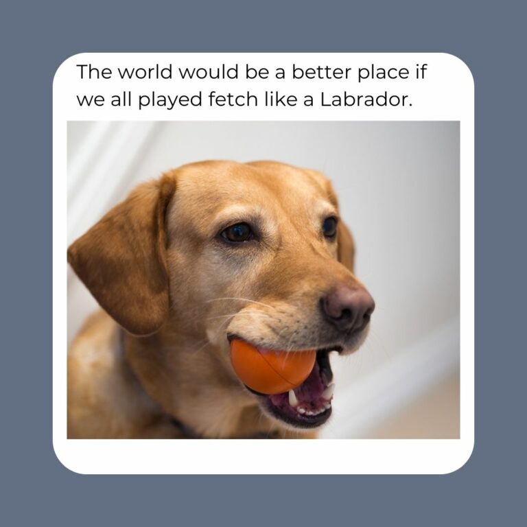 10 Labrador Memes That Prove These Pups Have the Best Personalities