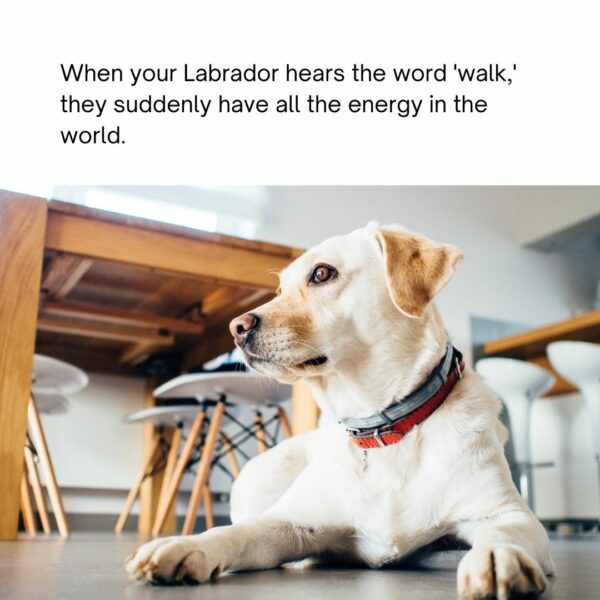 10 Labrador Memes That Prove These Pups Have the Best Personalities