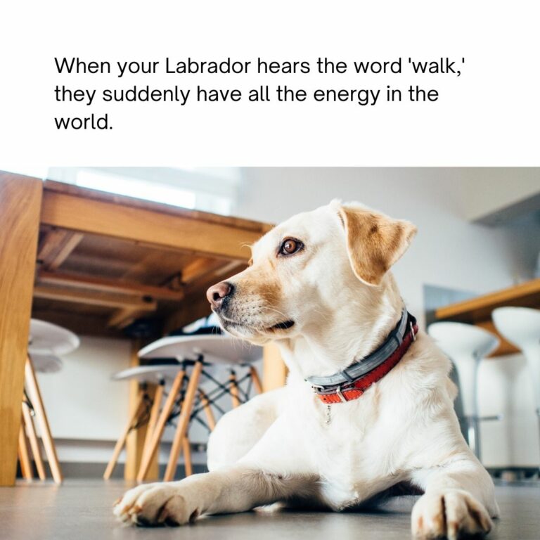 10 Labrador Memes That Prove These Pups Have The Best Personalities