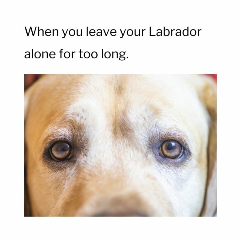 10 Labrador Memes That Prove These Pups Have the Best Personalities