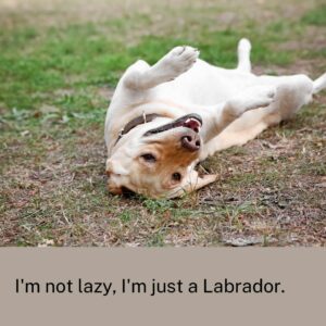10 Labrador Memes That Prove These Pups Have the Best Personalities