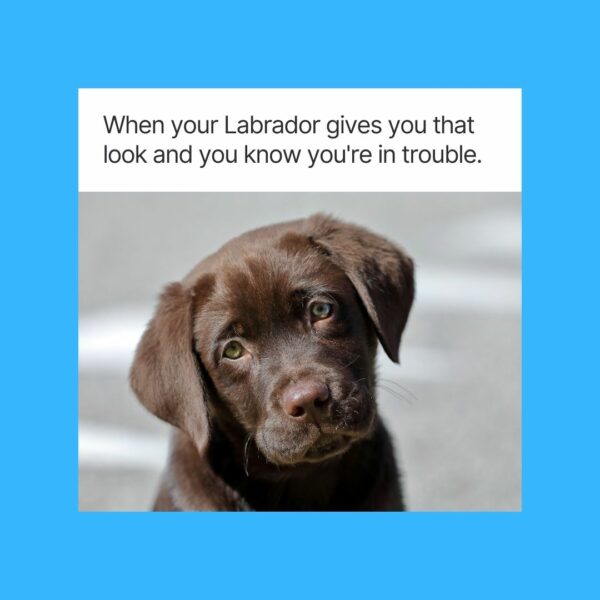 10 Labrador Memes That Prove These Pups Have the Best Personalities