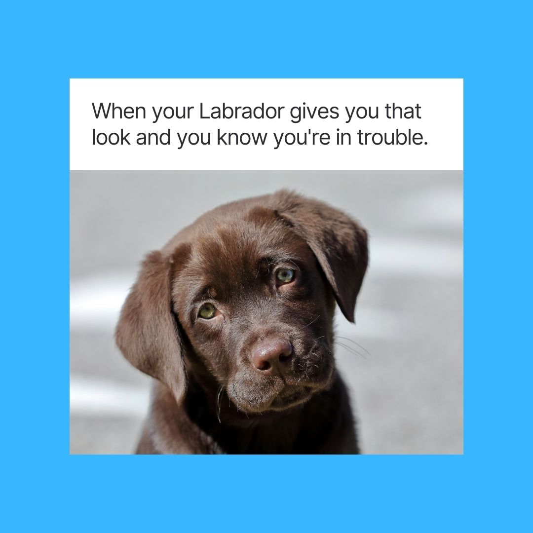10 Labrador Memes That Prove These Pups Have The Best Personalities