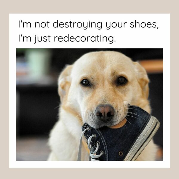 10 Labrador Memes That Prove These Pups Have the Best Personalities