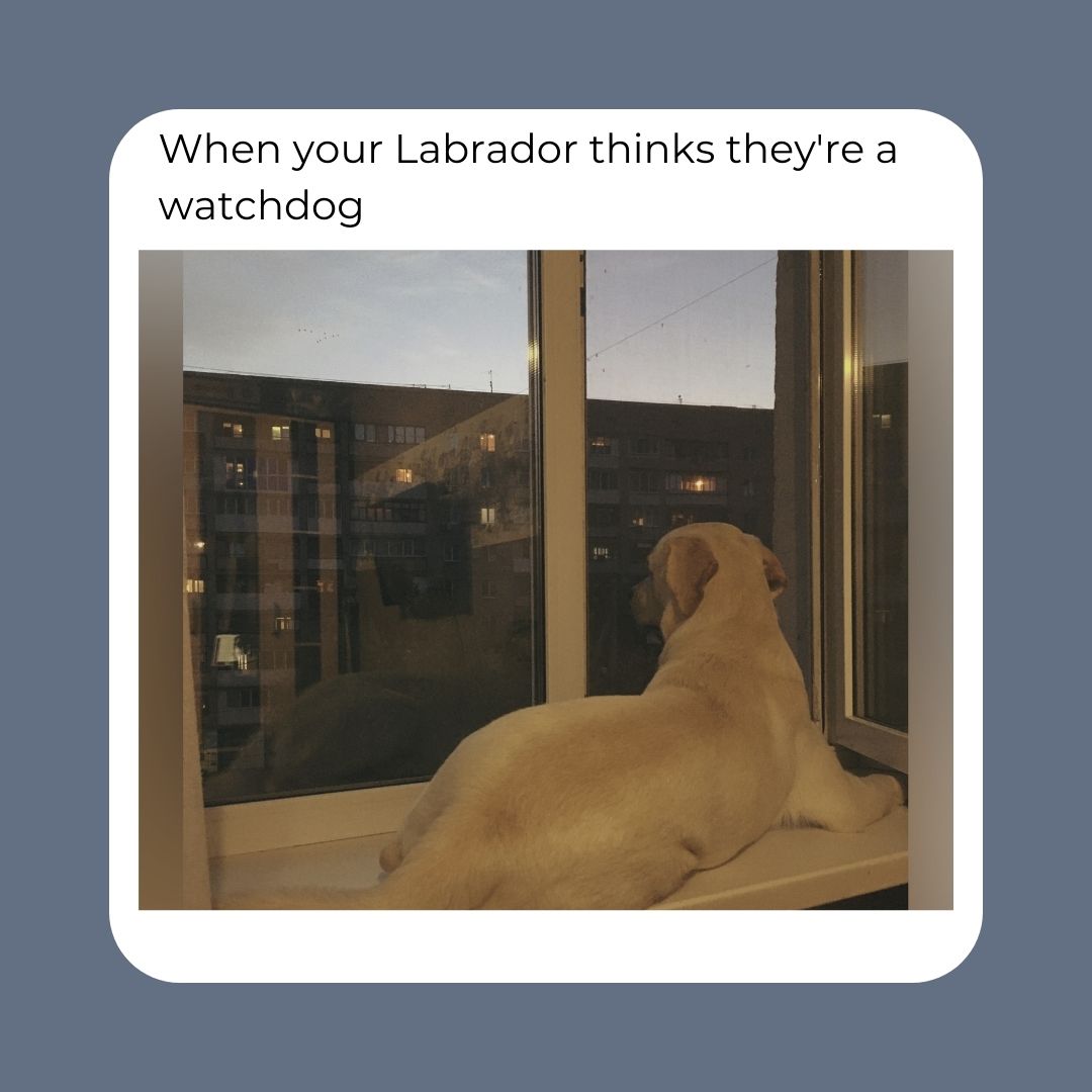 10 Labrador Memes That Prove These Pups Have The Best Personalities