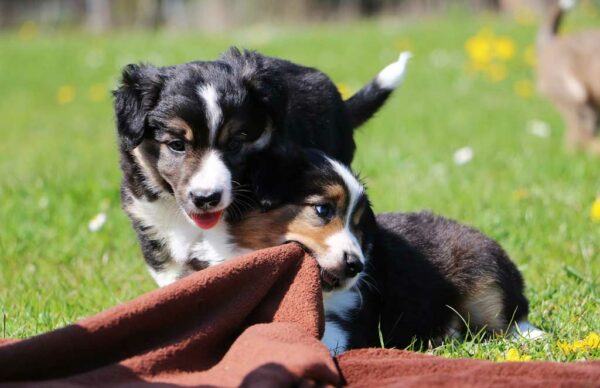 What does a Border Collie x Poodle look like?