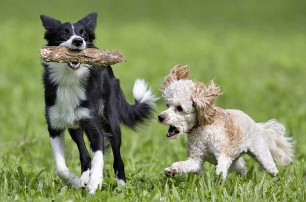 What does a Border Collie x Poodle look like?