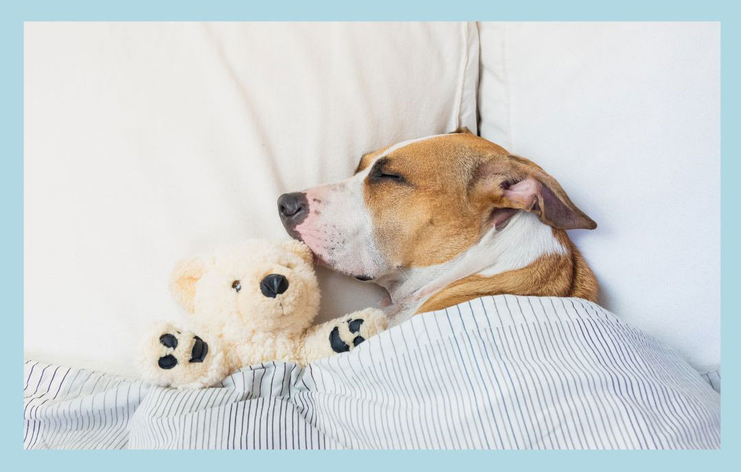 6 Cute Dog Bed Ideas You’ll Want in Your Home ASAP